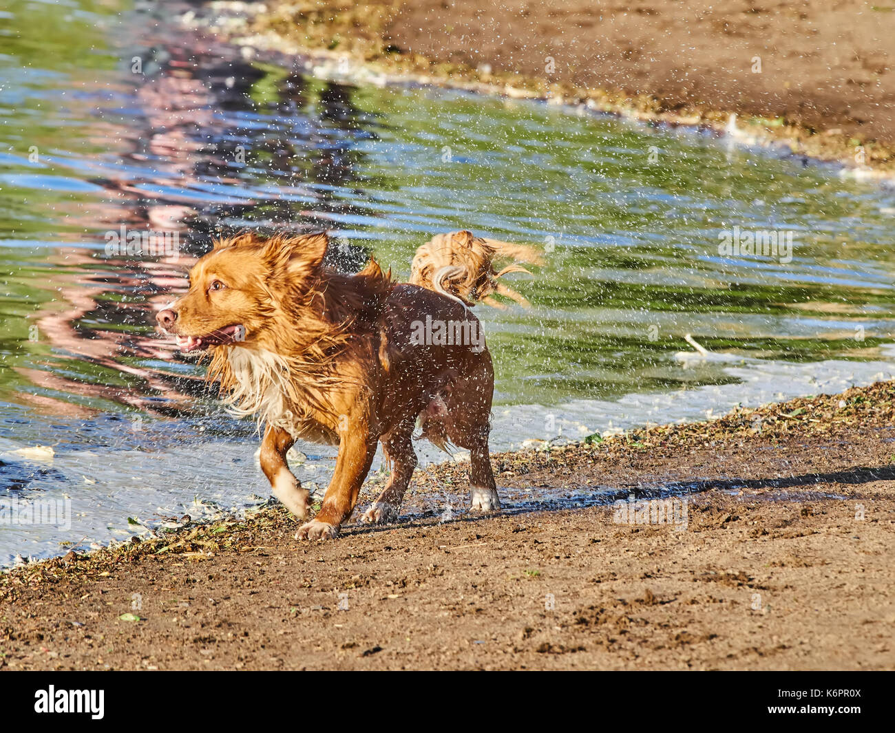 red dog swimming in the river Stock Photo - Alamy