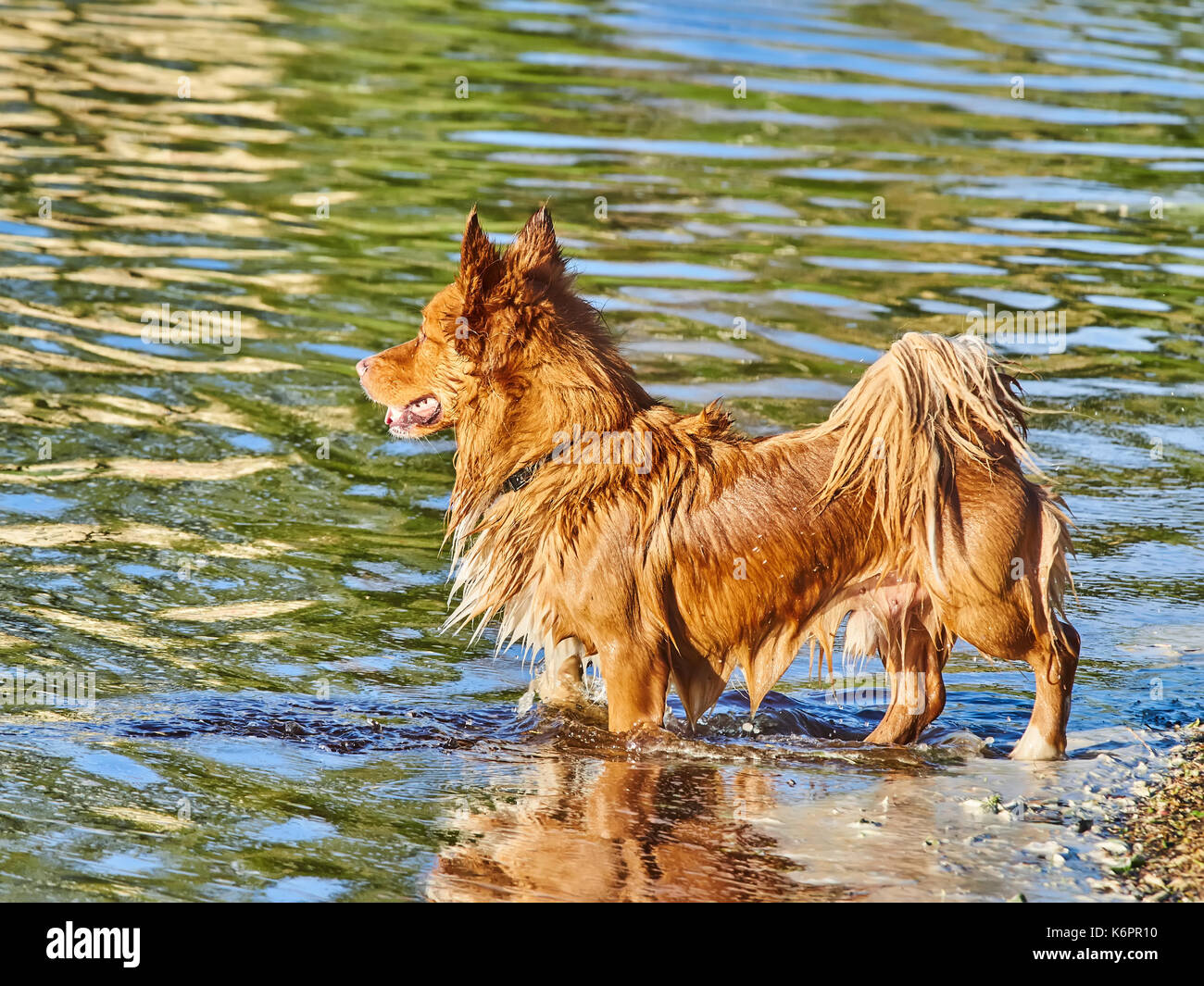 red dog swimming in the river Stock Photo - Alamy