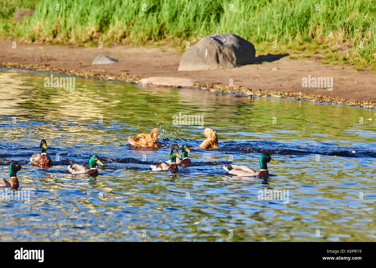 red dog swimming in the river Stock Photo - Alamy