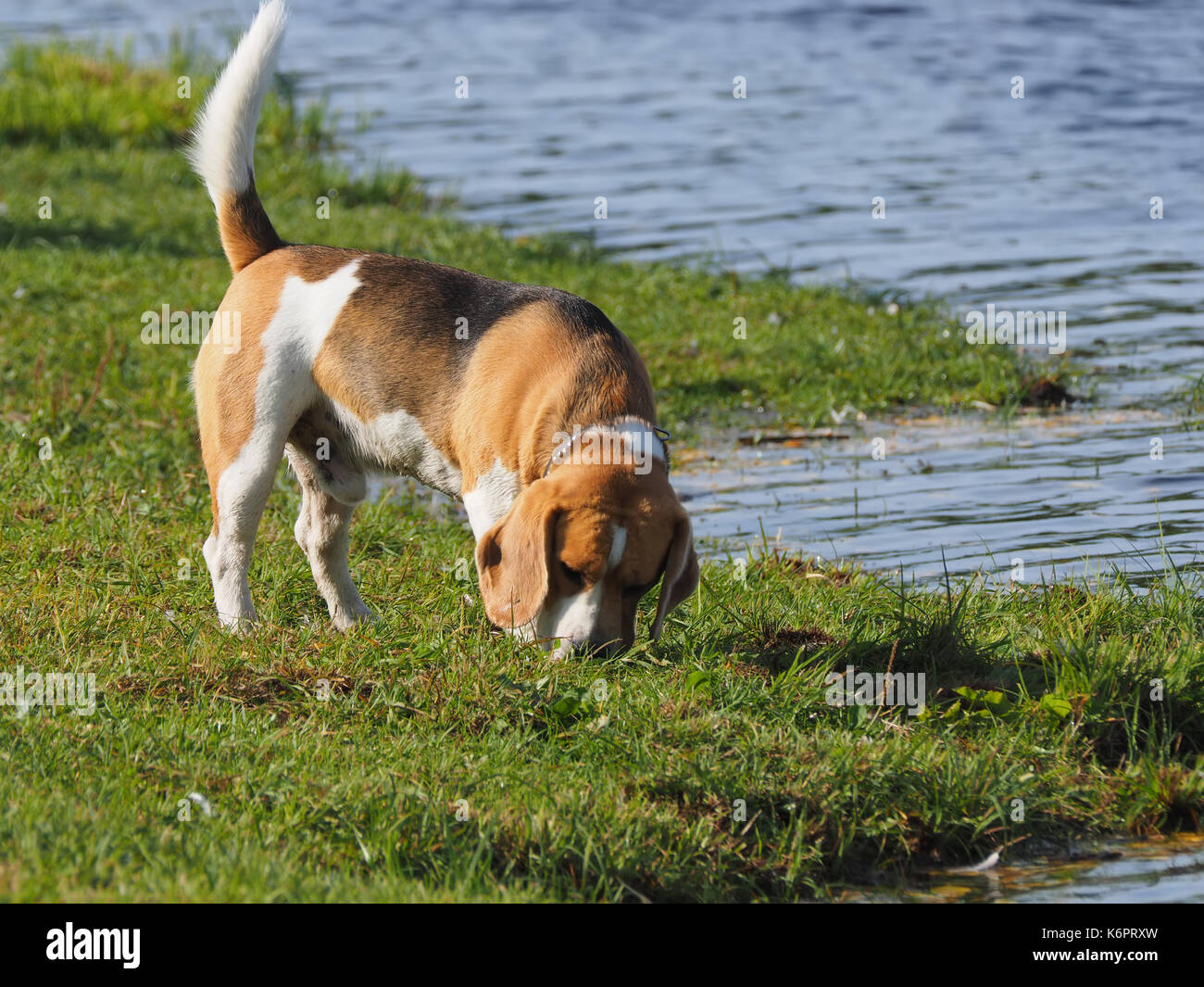 dog on the river Stock Photo - Alamy