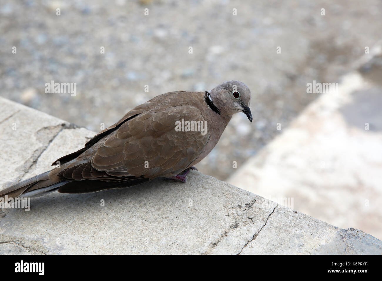 Ring-Necked Dove (Streptopelia capicola), also known as the Cape Turtle ...