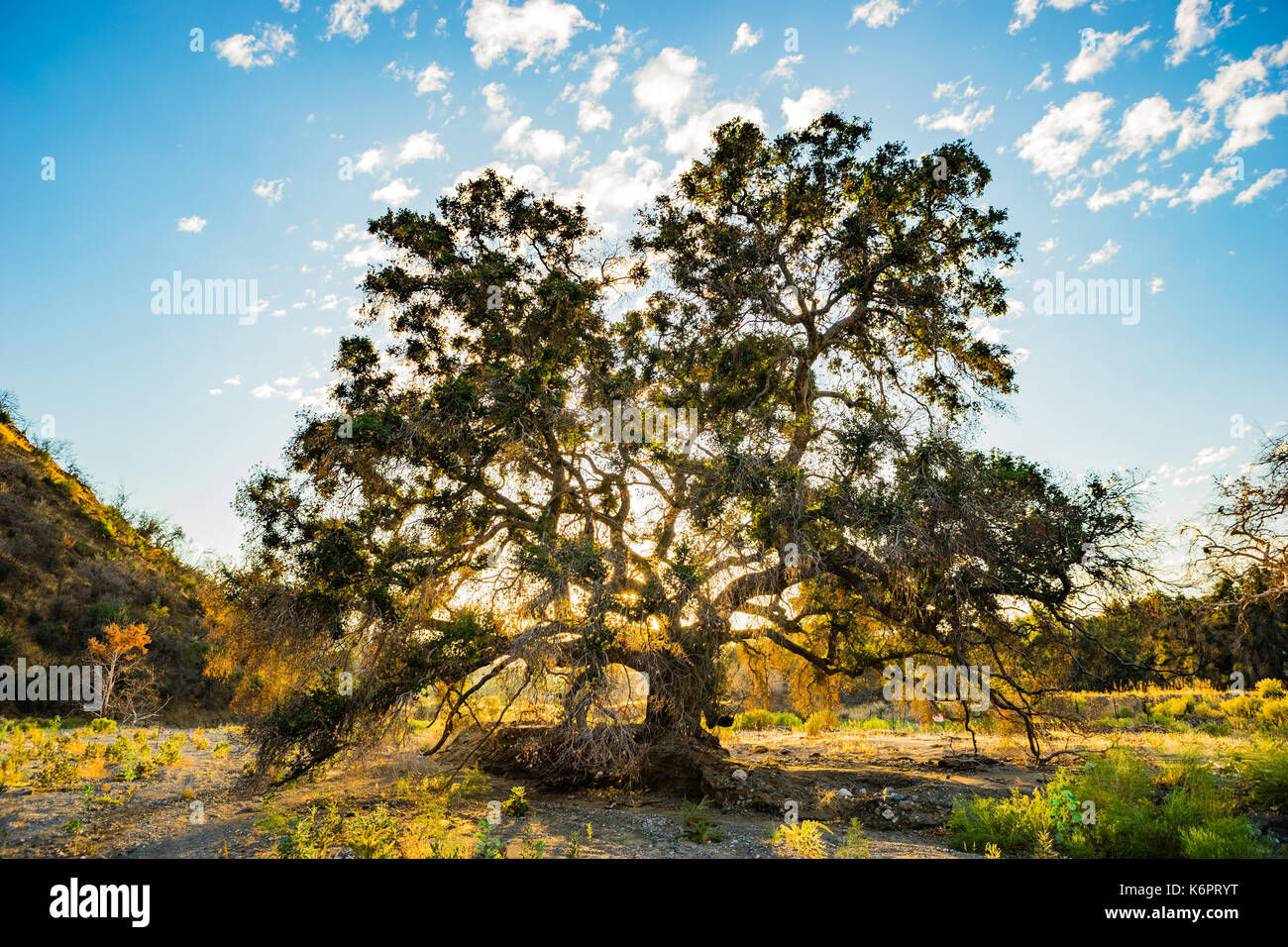 Sun light from sunset illuminates an oak tree in southern California's ...