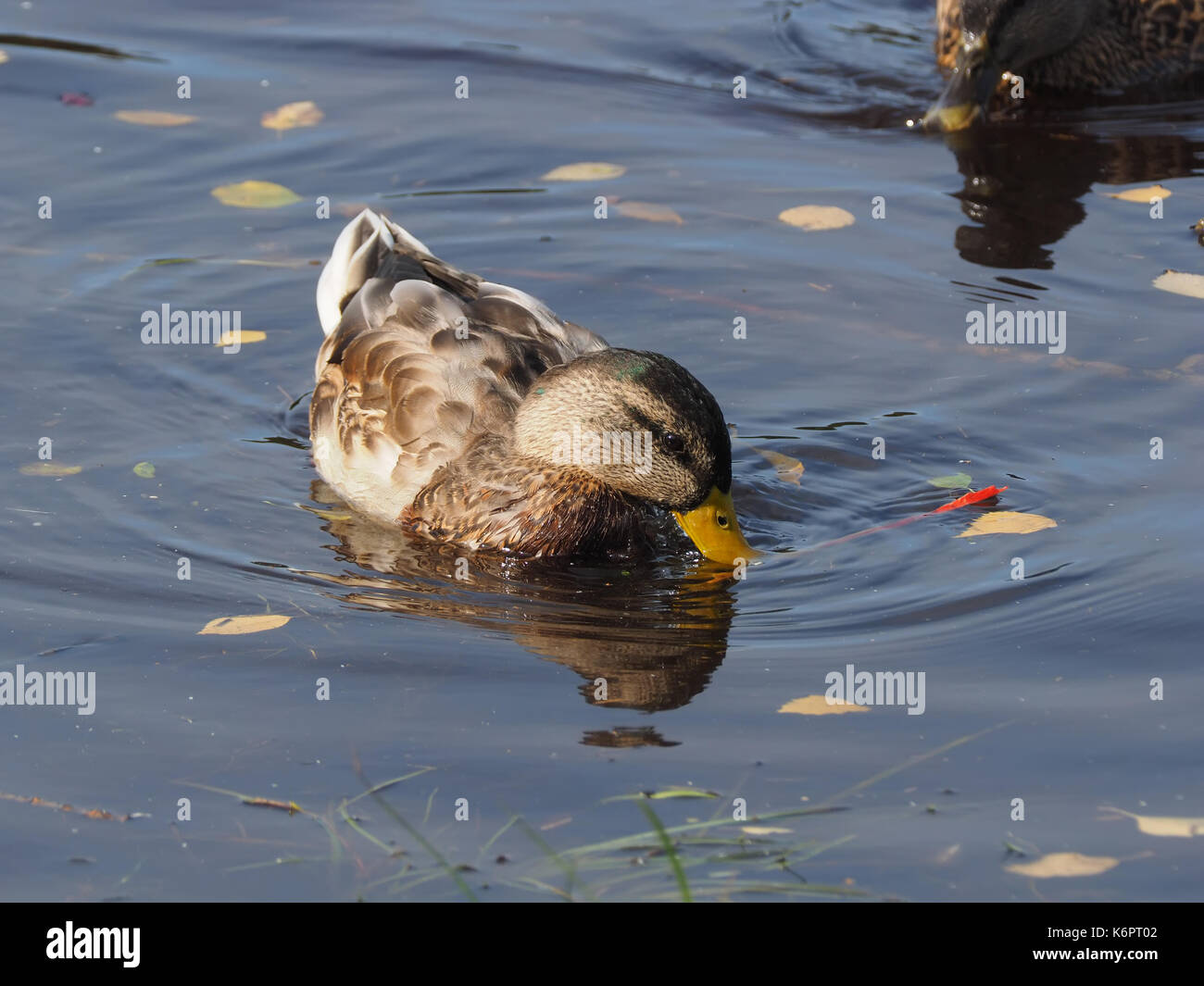 duck on the river bank Stock Photo - Alamy