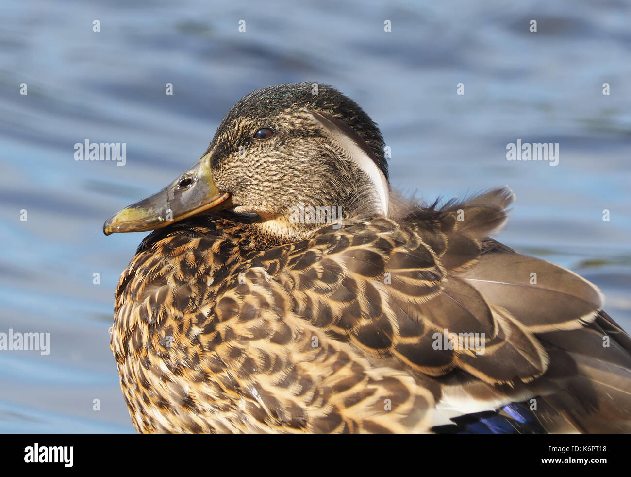 duck on the river bank Stock Photo - Alamy