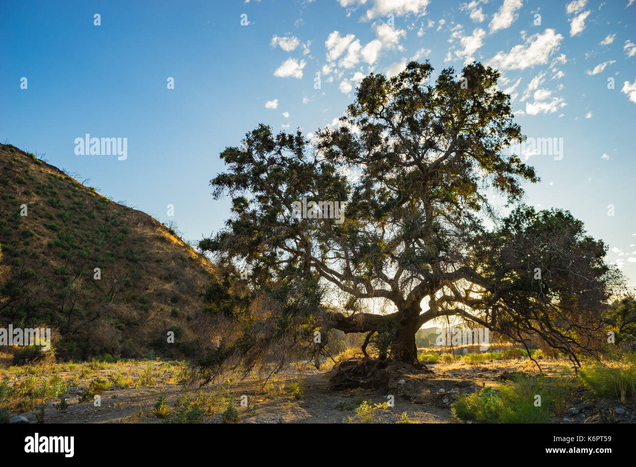 Wide spreading oak tree stands in the bottom of a California canyon in ...