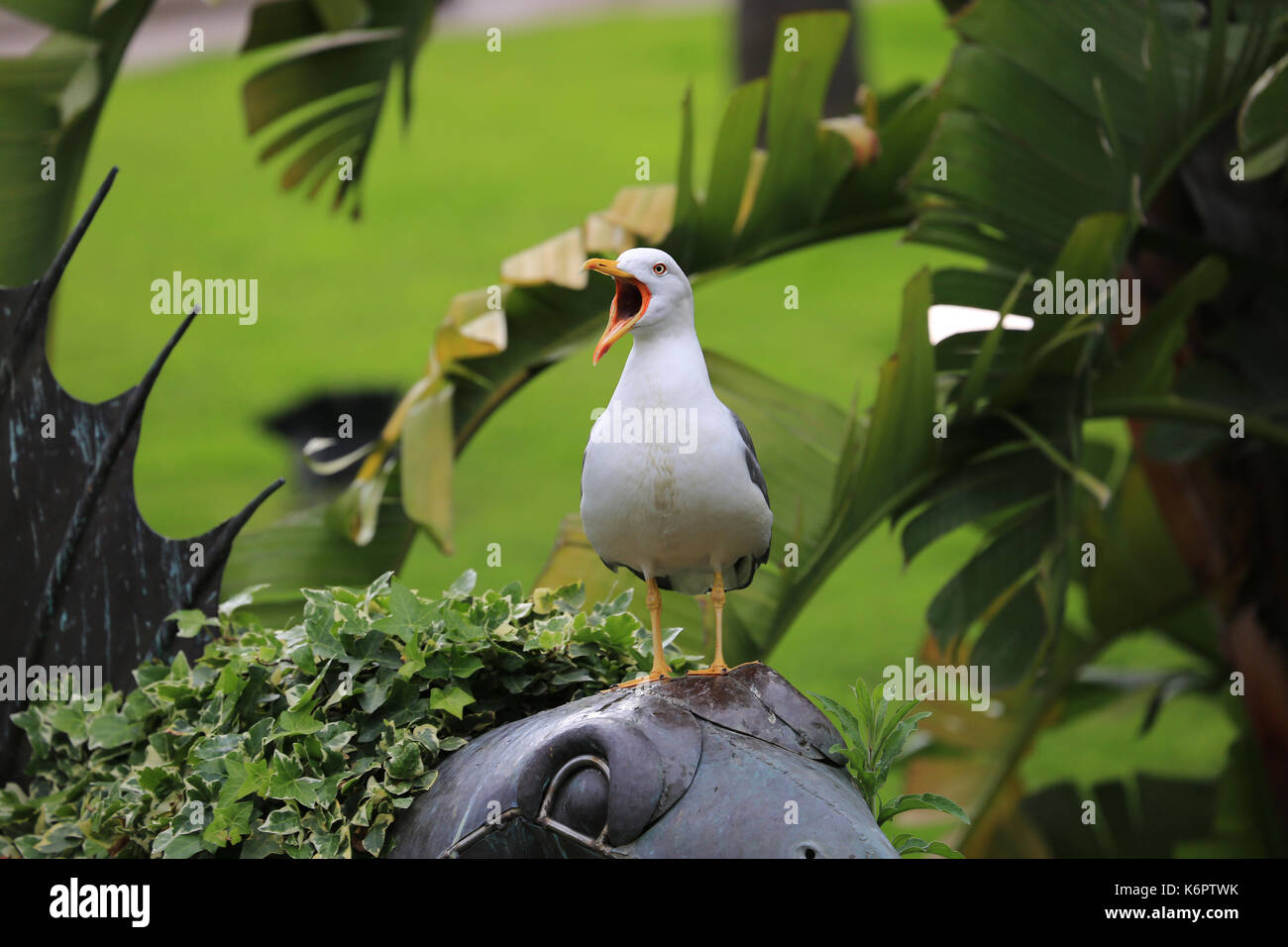 Seagull Bird with Open Beak. Green Nature Background Stock Photo - Alamy