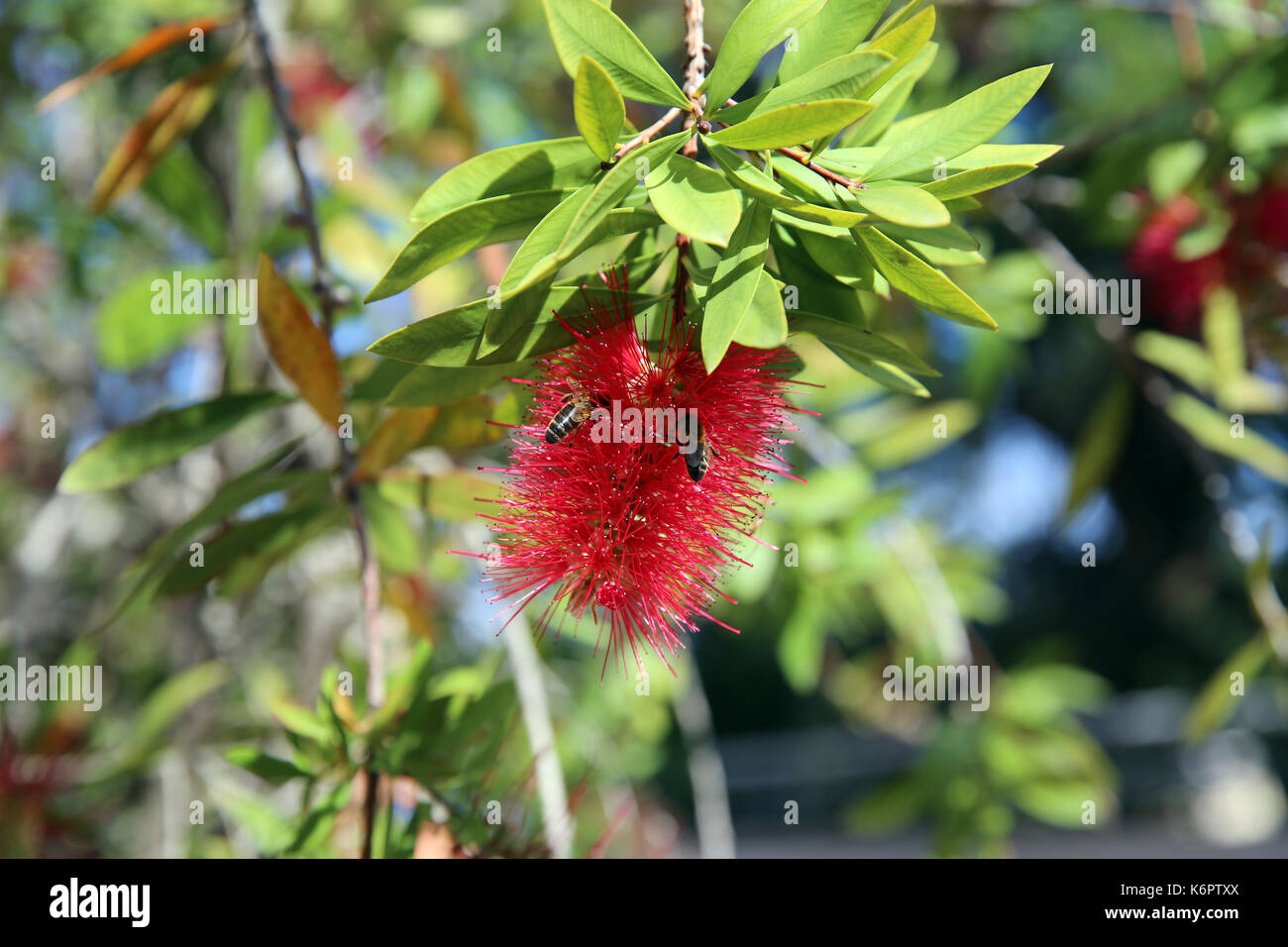 Calliandra flower hi-res stock photography and images - Alamy