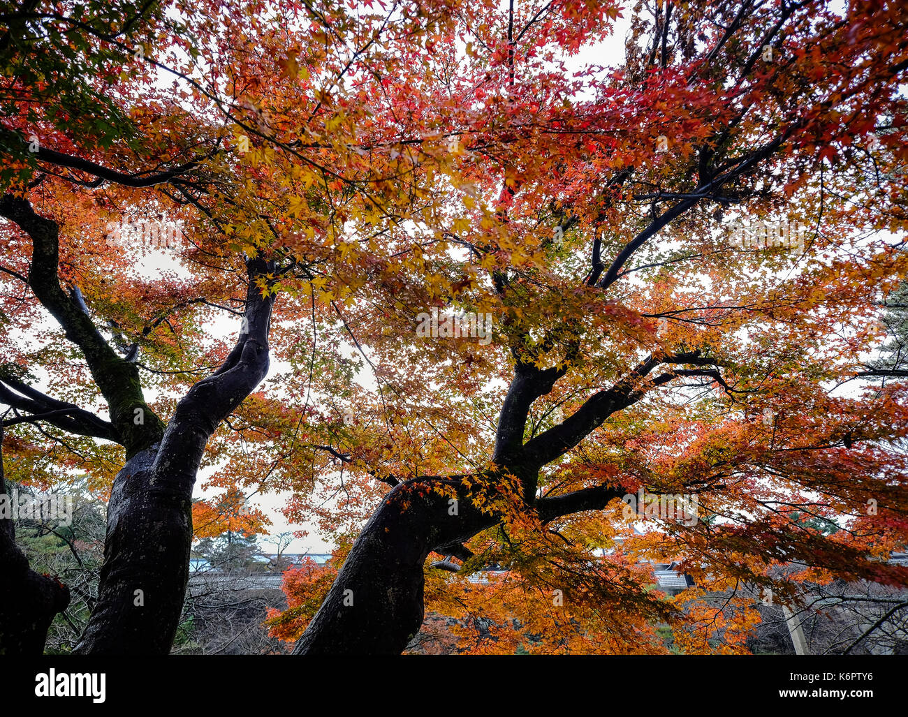 Autumn trees at rainy in Kyoto, Japan. Kyoto served as Japan capital ...