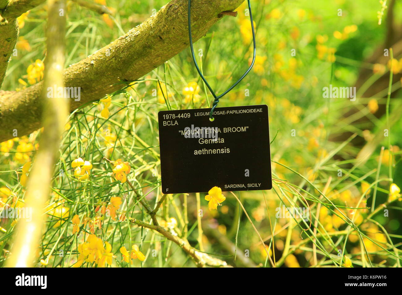 Mount Etna Broom Genista aethnensis plant identification label sign ...