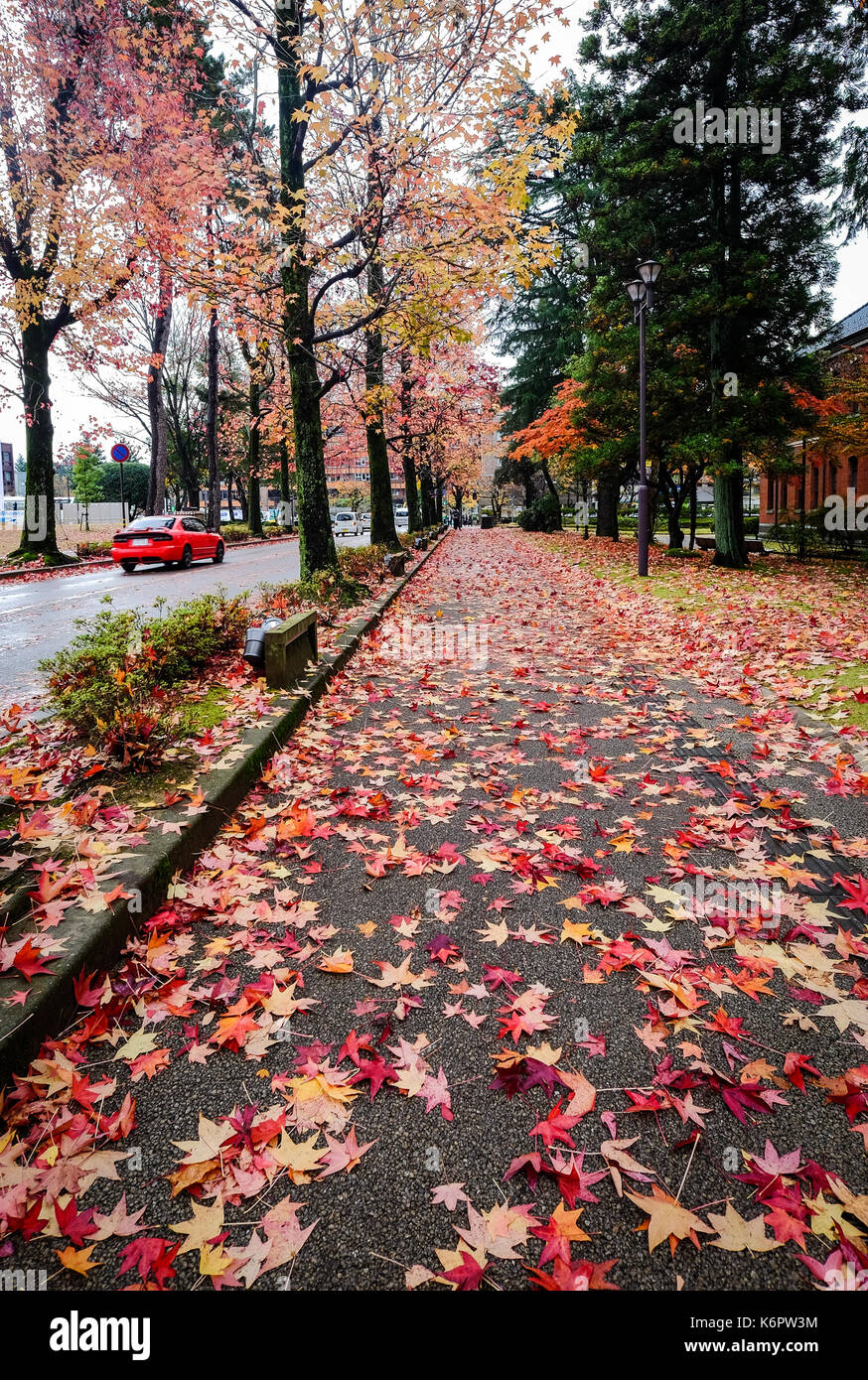 Kanazawa, Japan - Nov 19, 2016. City park with many trees at autumn in ...