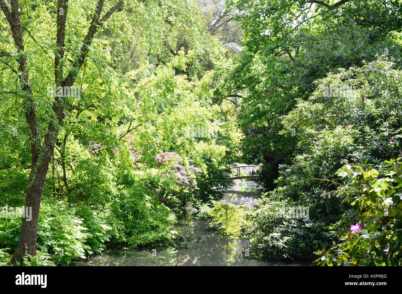Stream through wooden area Stock Photo - Alamy