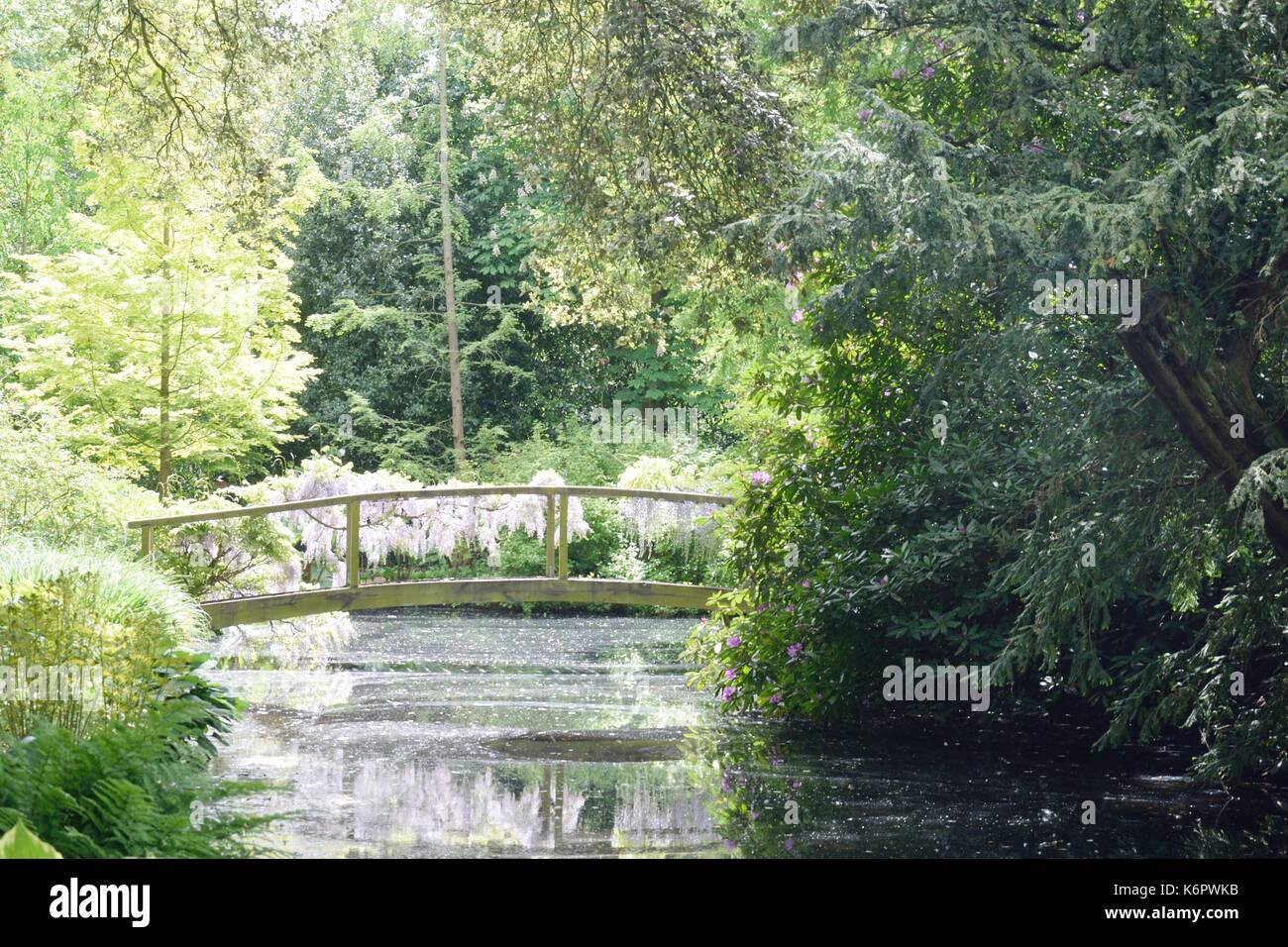 wooden Bridge over stream in forest Stock Photo - Alamy