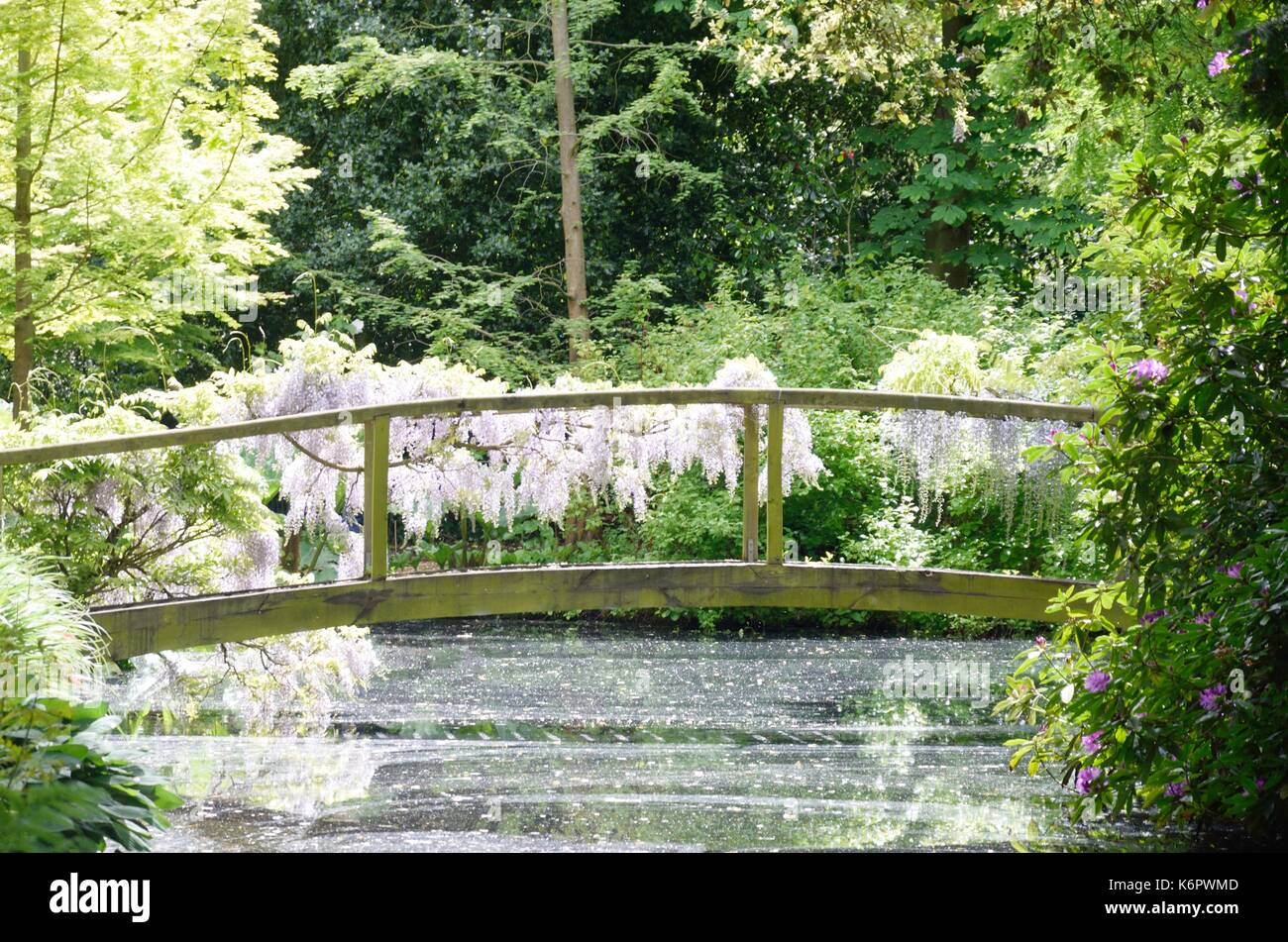 Curved Wooden bridge with wisteria hanging Stock Photo - Alamy