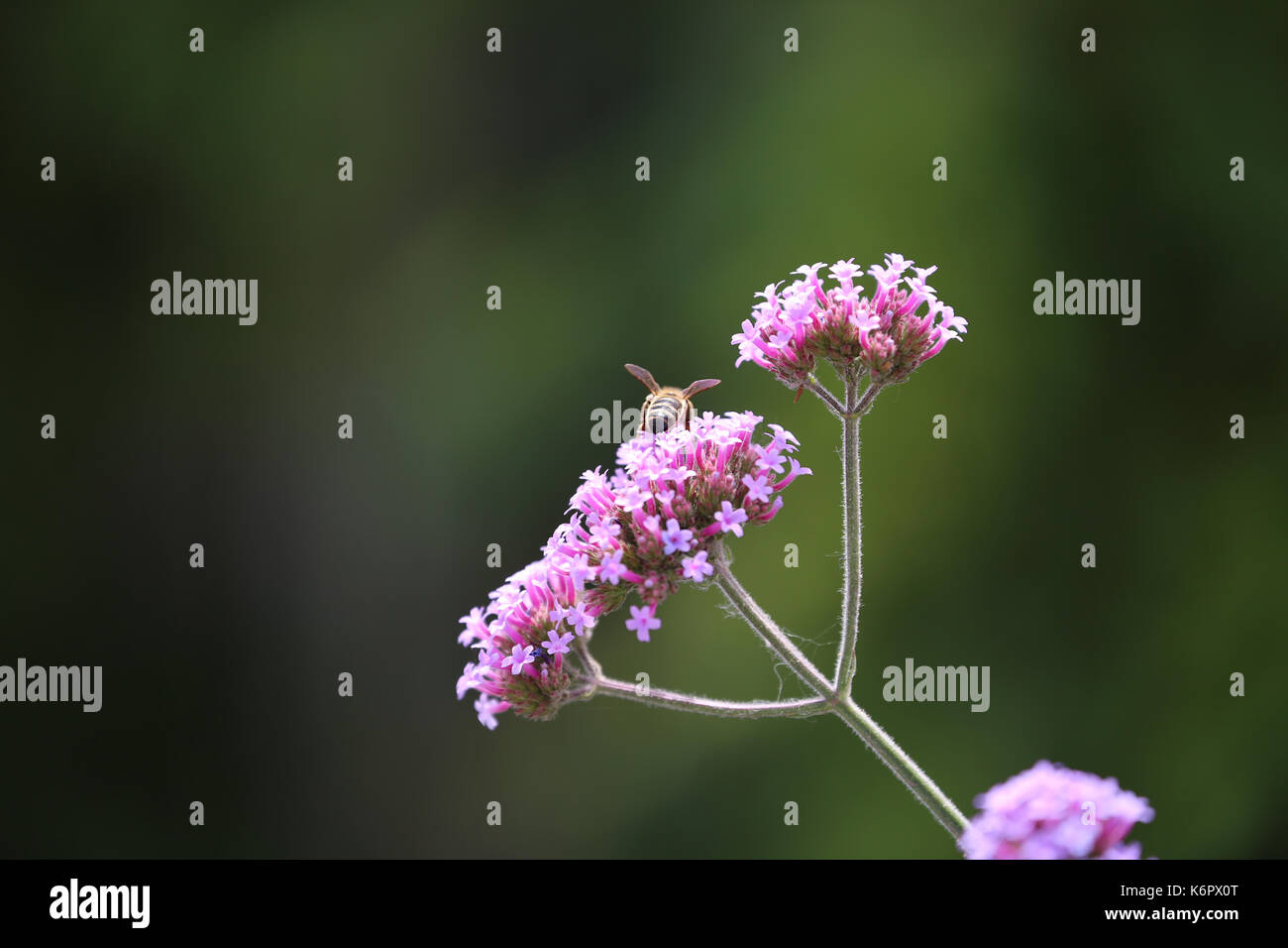 Cute Honey Bee collecting Pollen from Pink Flowers Stock Photo - Alamy