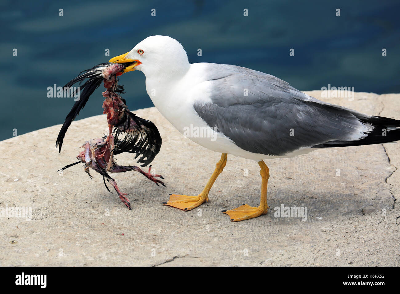 Closeup of a Seagull Holding a Dead Bird in its Beak Stock Photo - Alamy