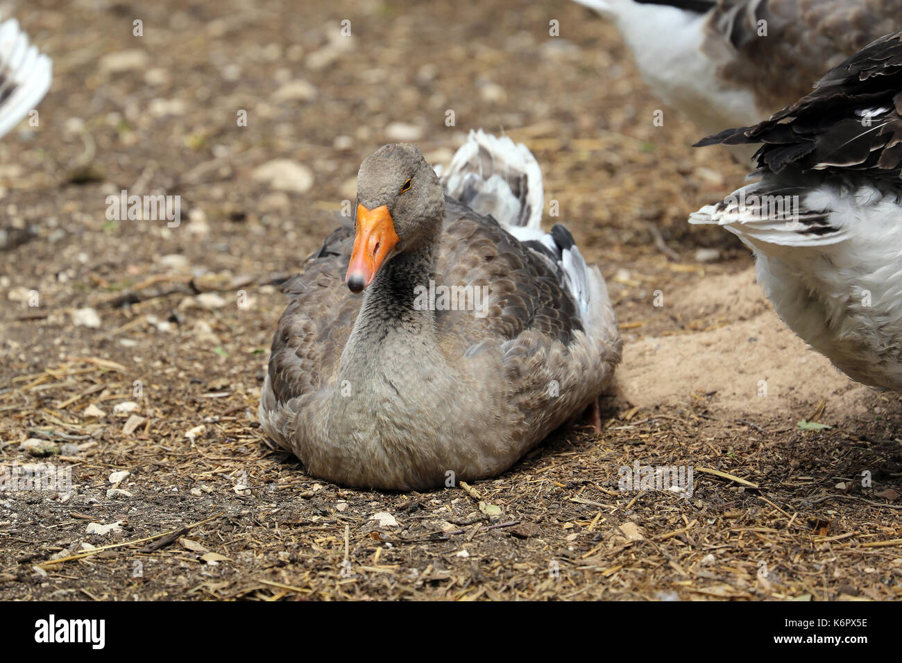 Greylag Goose Laying on the Ground Stock Photo - Alamy