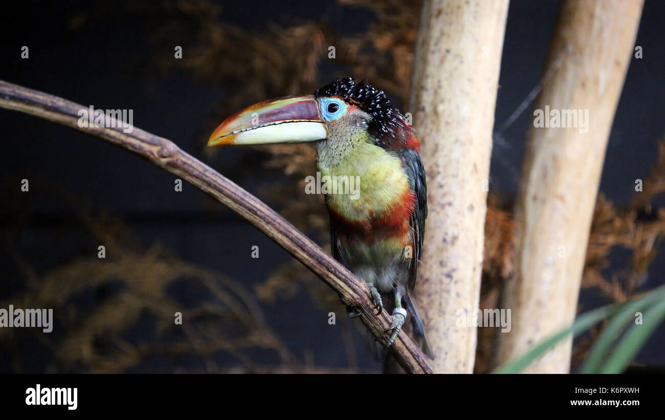 The Curly-Crested Aracari (Pteroglossus Beauharnaesii Stock Photo - Alamy