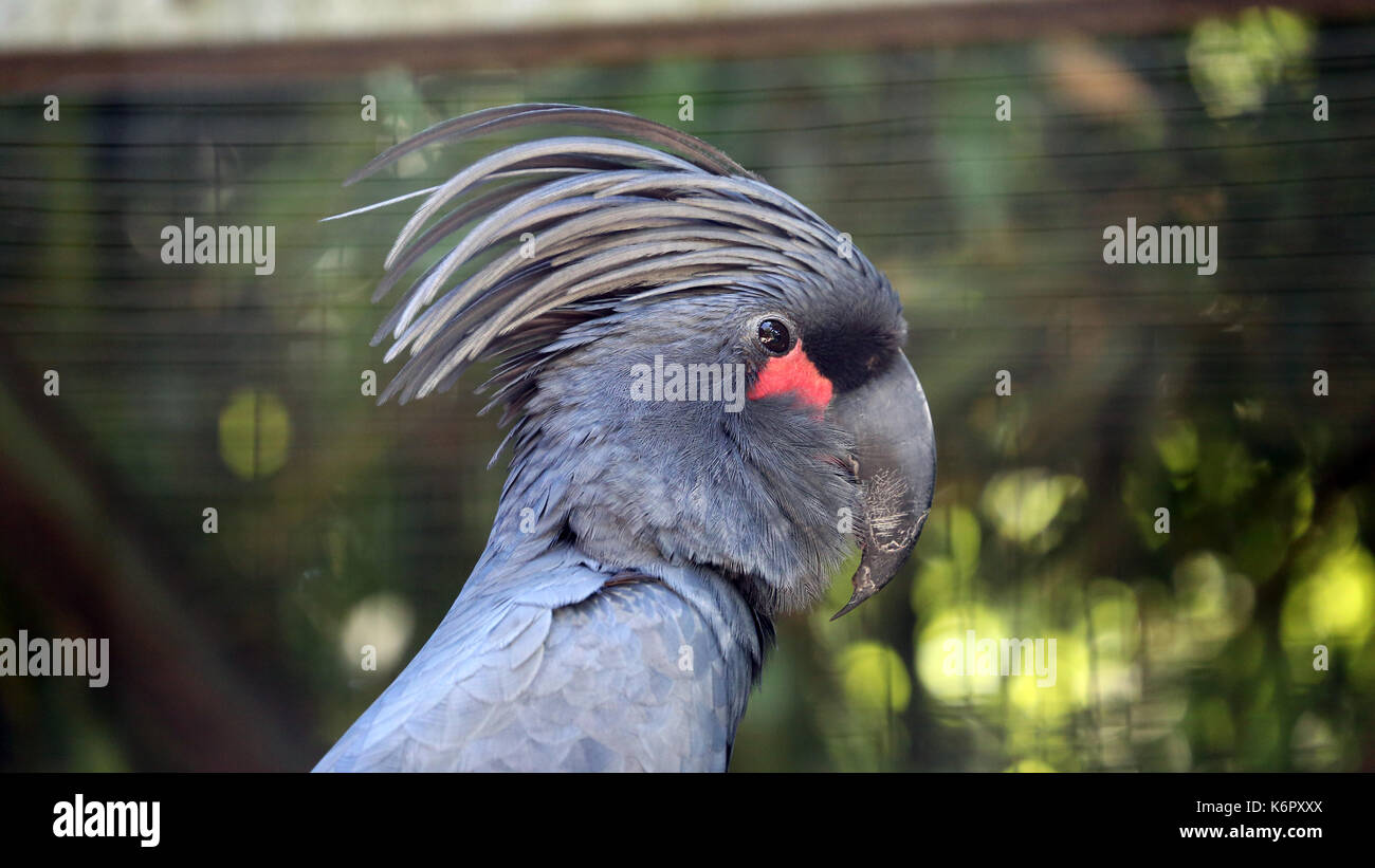 Palm Cockatoo Black Parrot Closeup (Probosciger Aterrimus Stock Photo ...