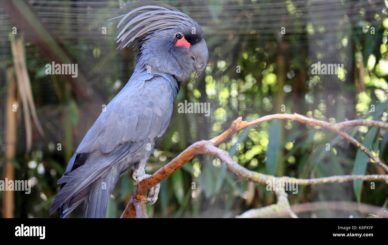 Palm Cockatoo Black Parrot Closeup (Probosciger Aterrimus Stock Photo ...