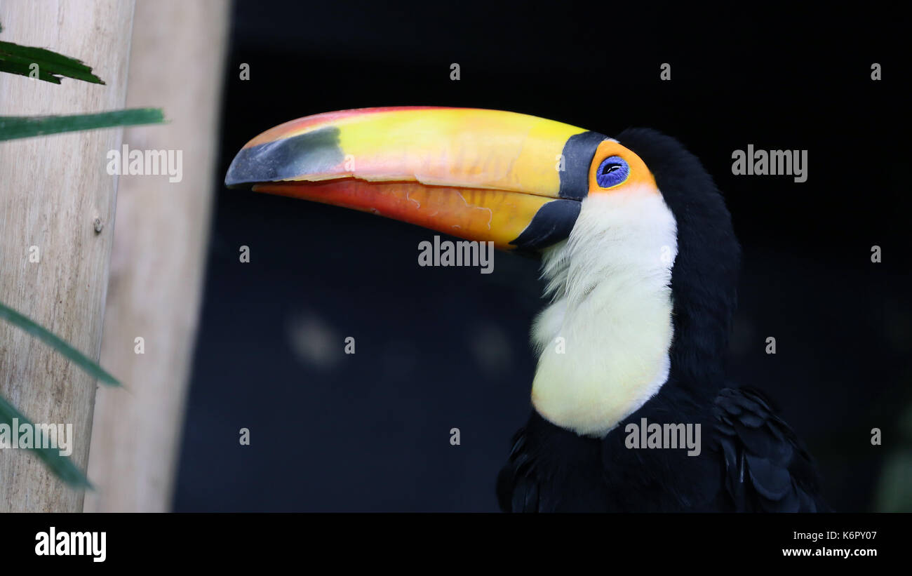 Ramphastos species hi-res stock photography and images - Alamy