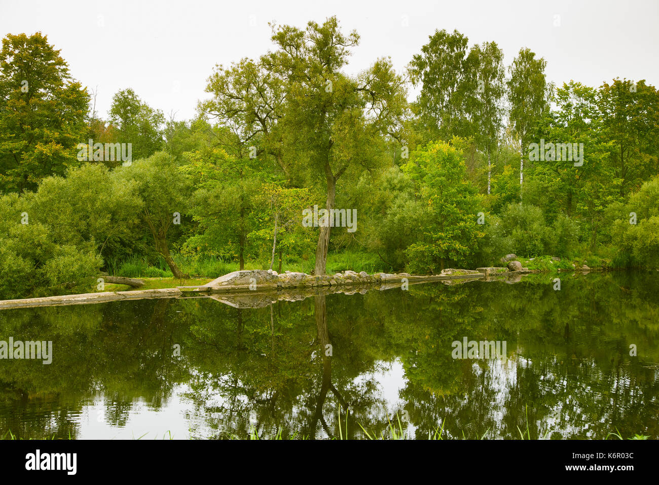 A beautiful reflected landscape of a forest near the river. Green ...