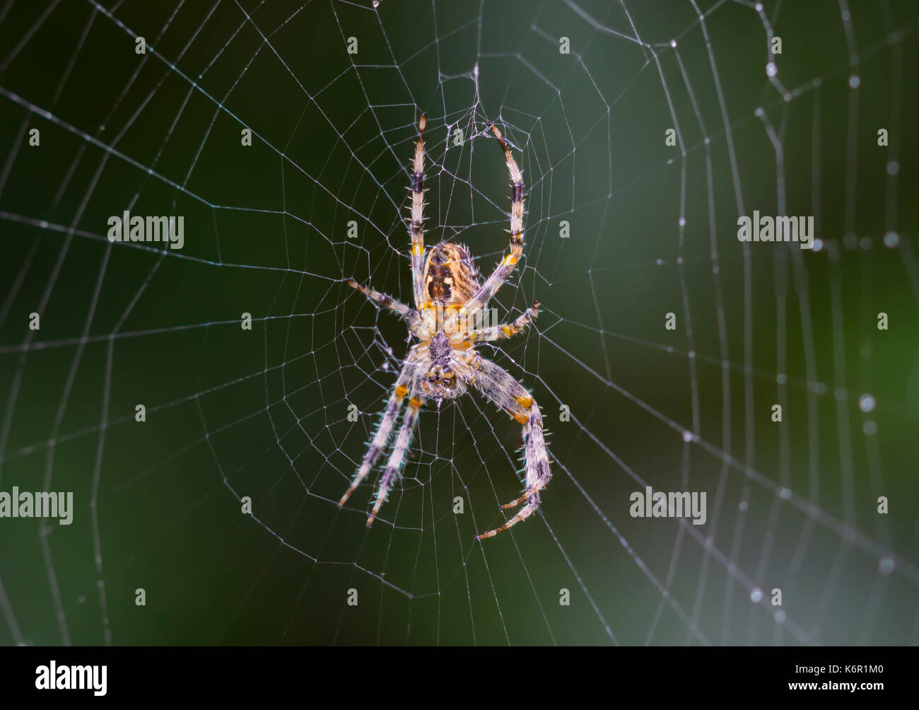 Orb Weaver spider (Araneus Diadematus, European Garden Spider, Diadem ...