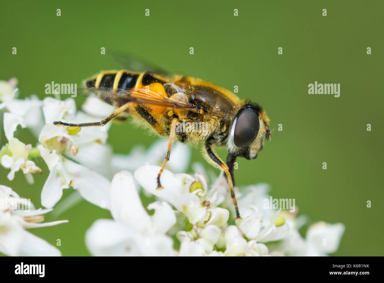 Eristalis horticola (Stripe Winged Dronefly), a hoverfly, on a white ...