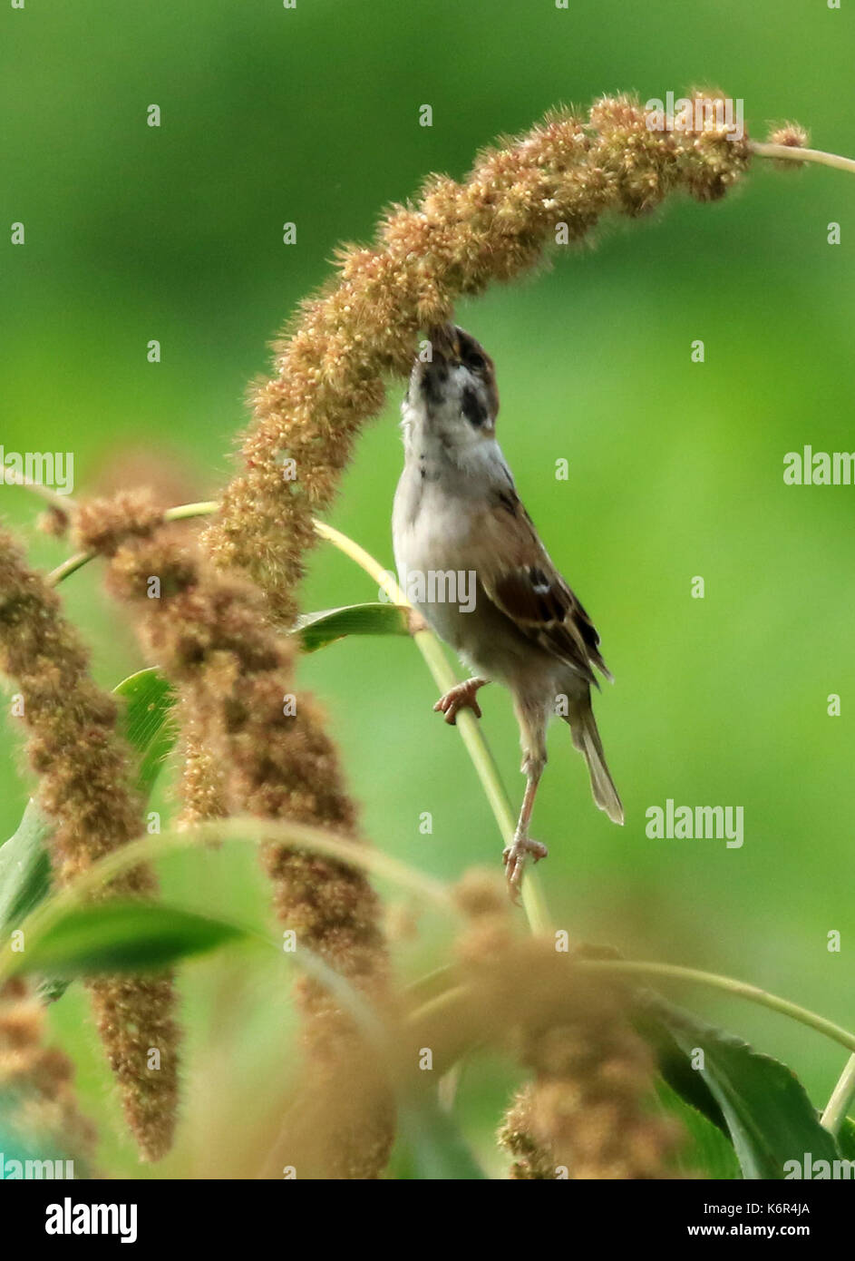 Gangneung, South Korea. 13th Sep, 2017. Sparrow feasts on millet grains ...