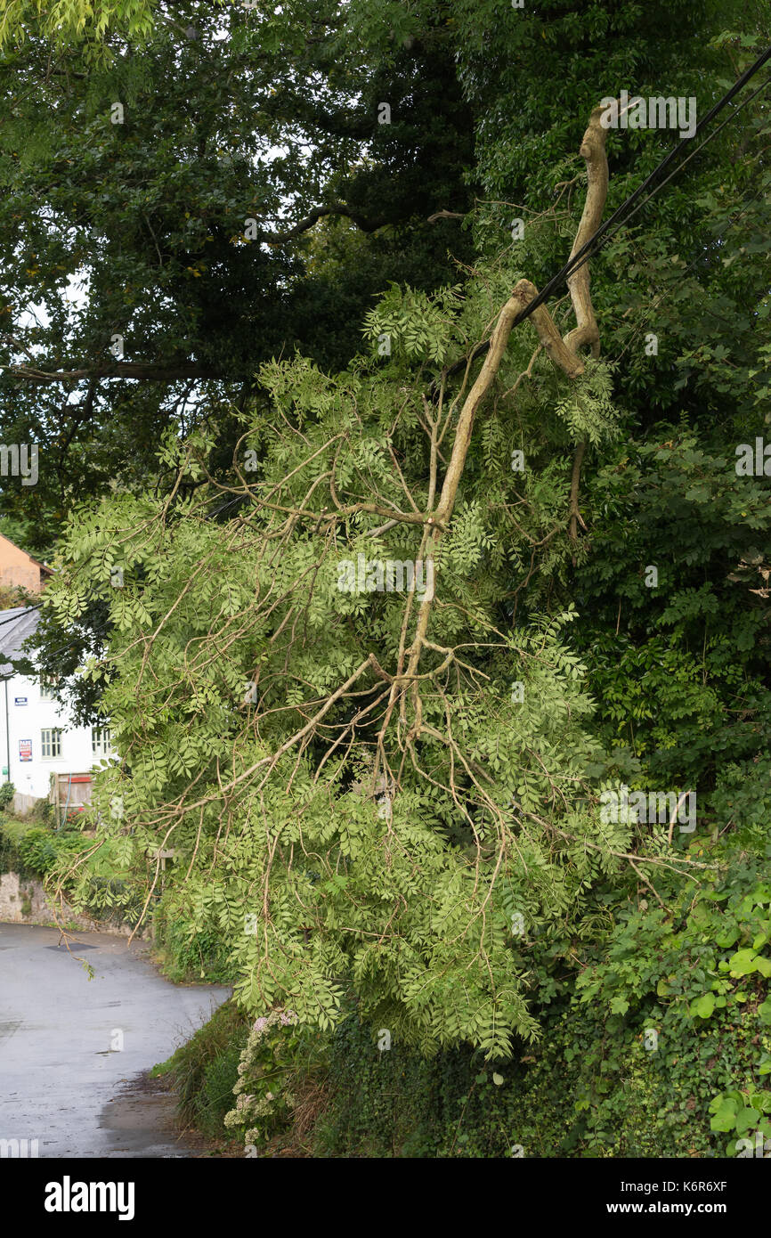 Fallen tree branch wrapped around a power line following high winds ...