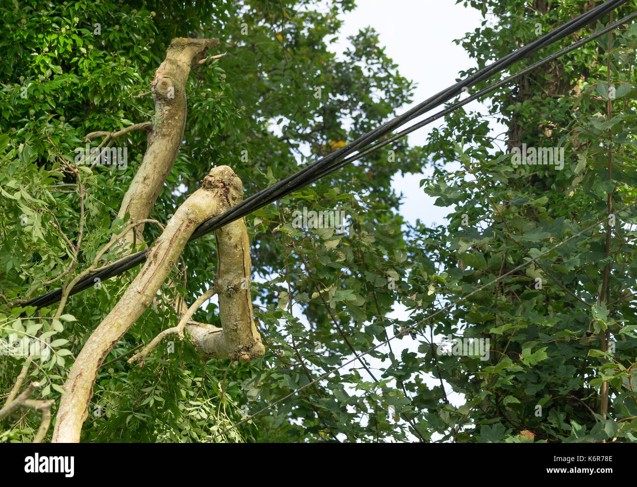 Wire cable around tree hi-res stock photography and images - Alamy