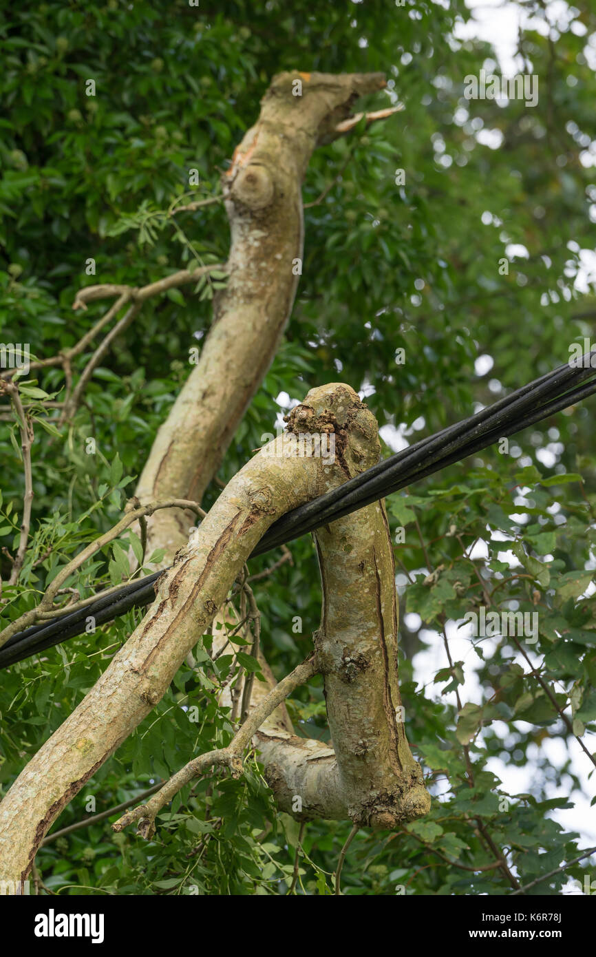 Wire cable around tree hi-res stock photography and images - Alamy