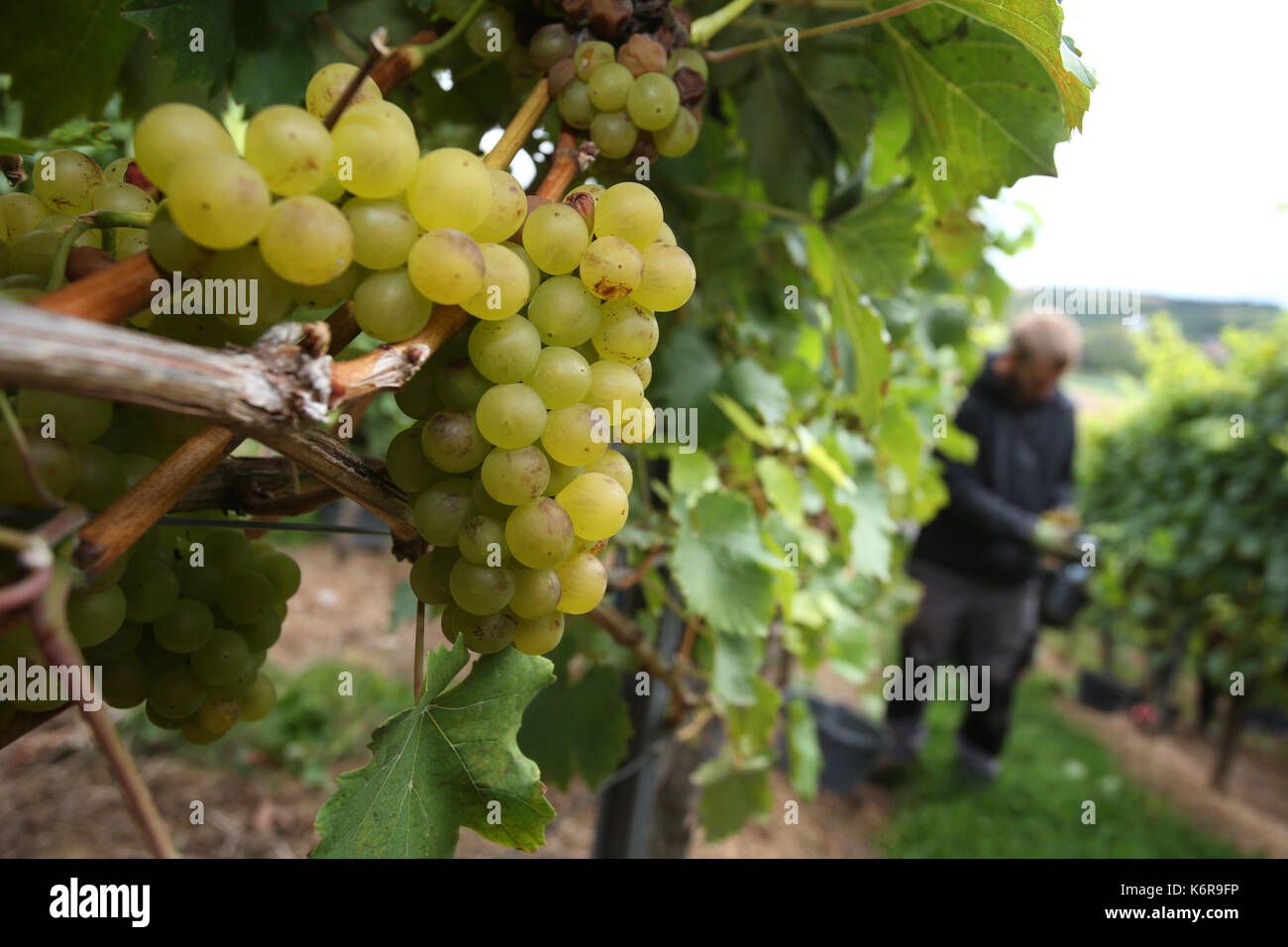 Freshly harvested grapes of the type "Bachus" can be spotted in a ...
