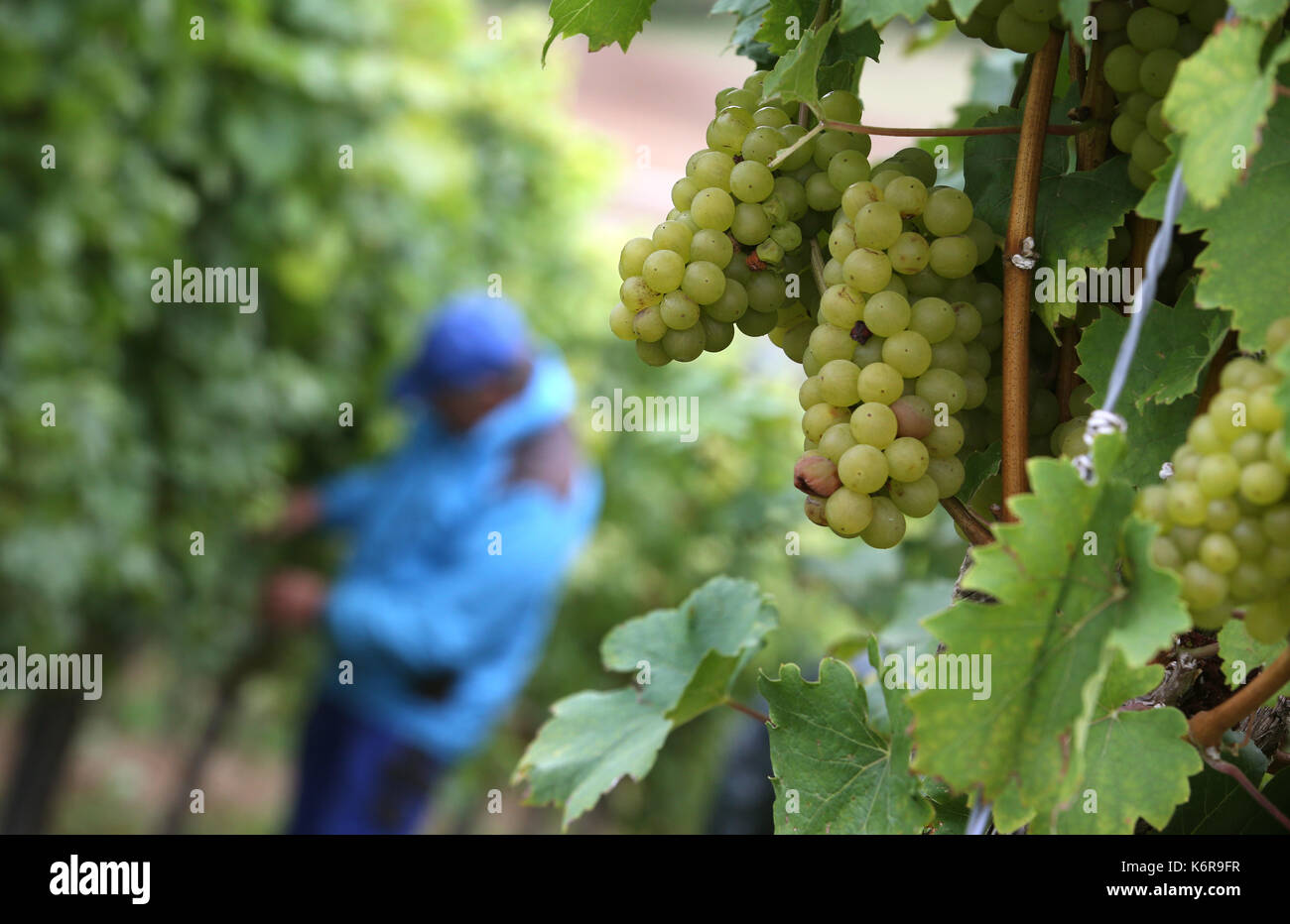 Freshly harvested grapes of the type "Bachus" can be spotted in a ...