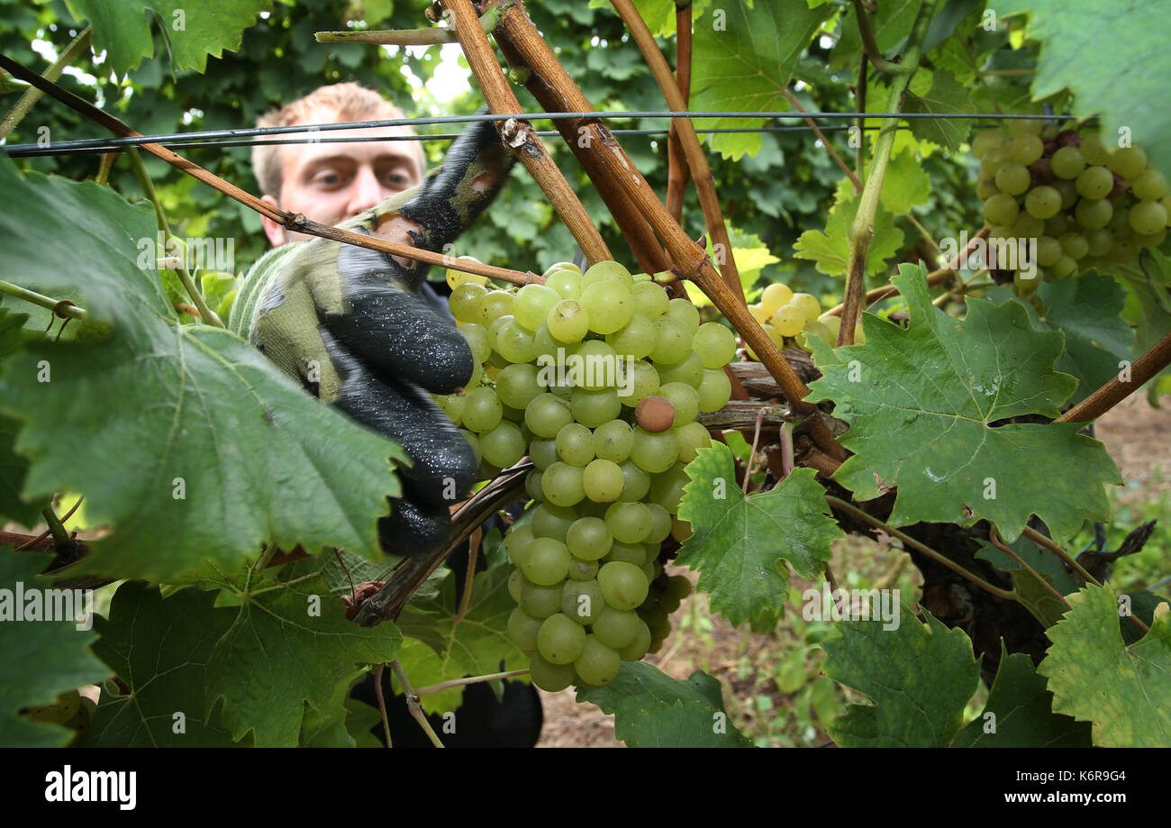 Freshly harvested grapes of the type "Bachus" can be spotted in a ...
