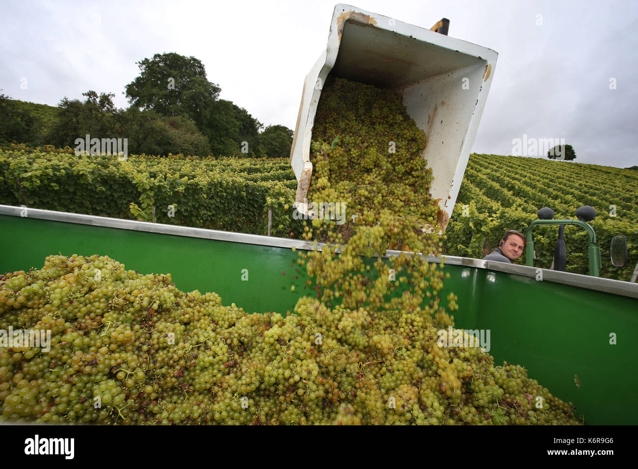 Freshly harvested grapes of the type "Bachus" can be spotted in a ...
