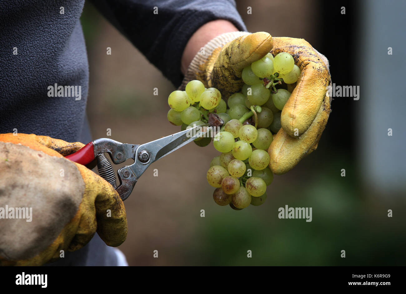 Freshly harvested grapes of the type "Bachus" can be spotted in a ...