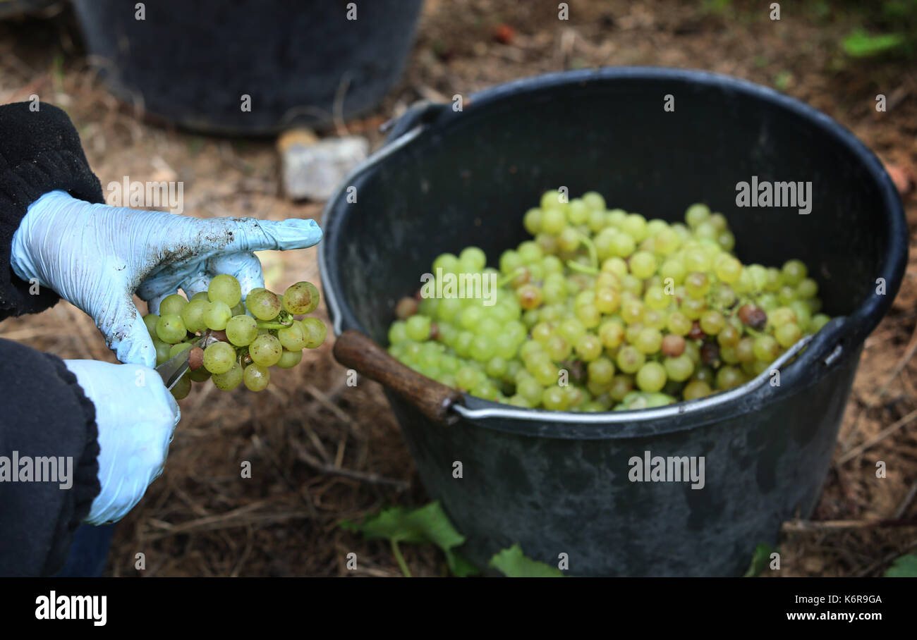 Freshly harvested grapes of the type "Bachus" can be spotted in a ...