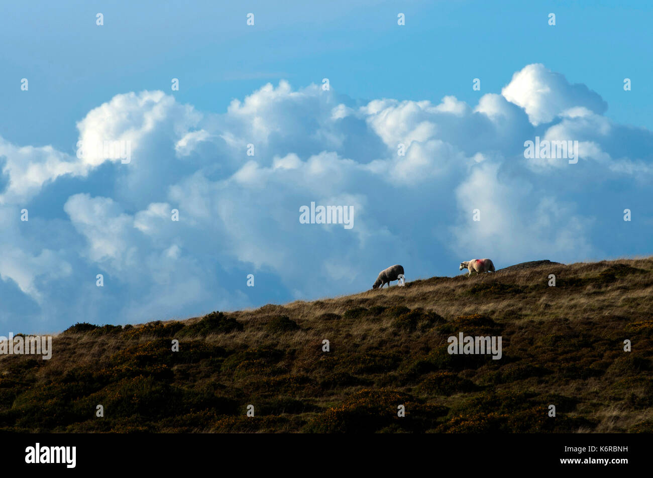 Builth Wells, Powys, UK. 13th Sep, 2017. After strong wind and rain ...