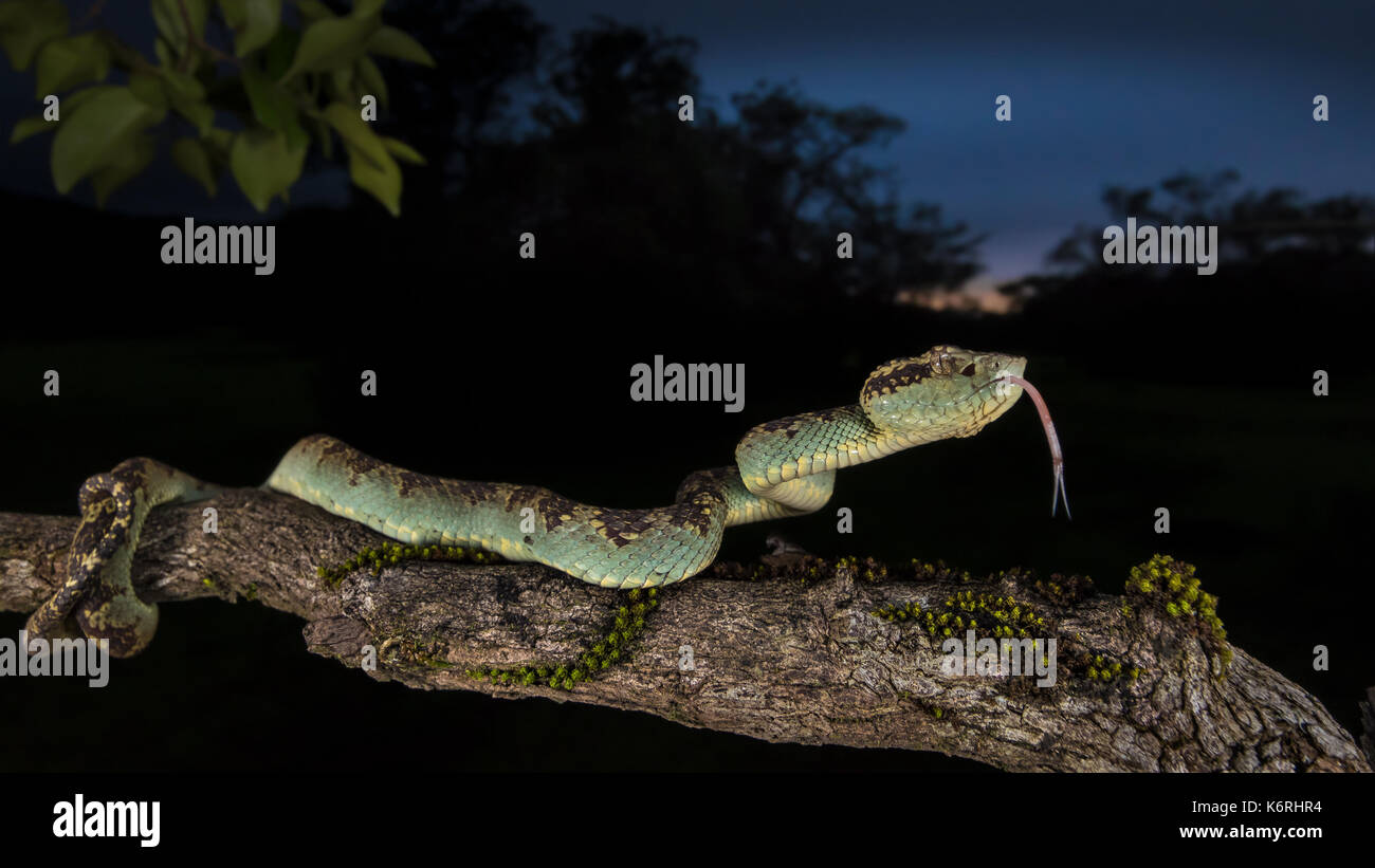 Blue viper snake hi-res stock photography and images - Alamy