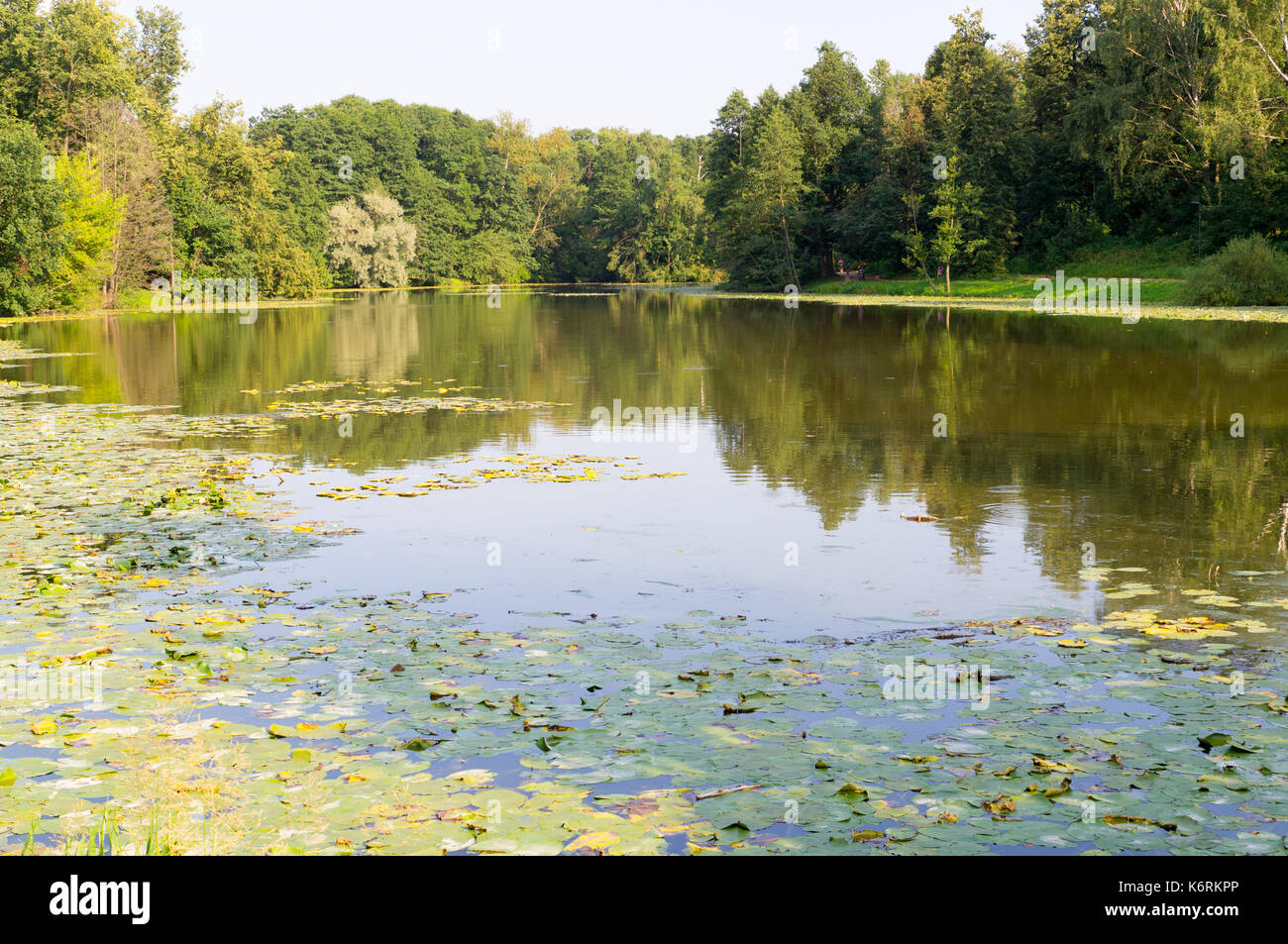 pond in the forest at summer. background, nature Stock Photo - Alamy