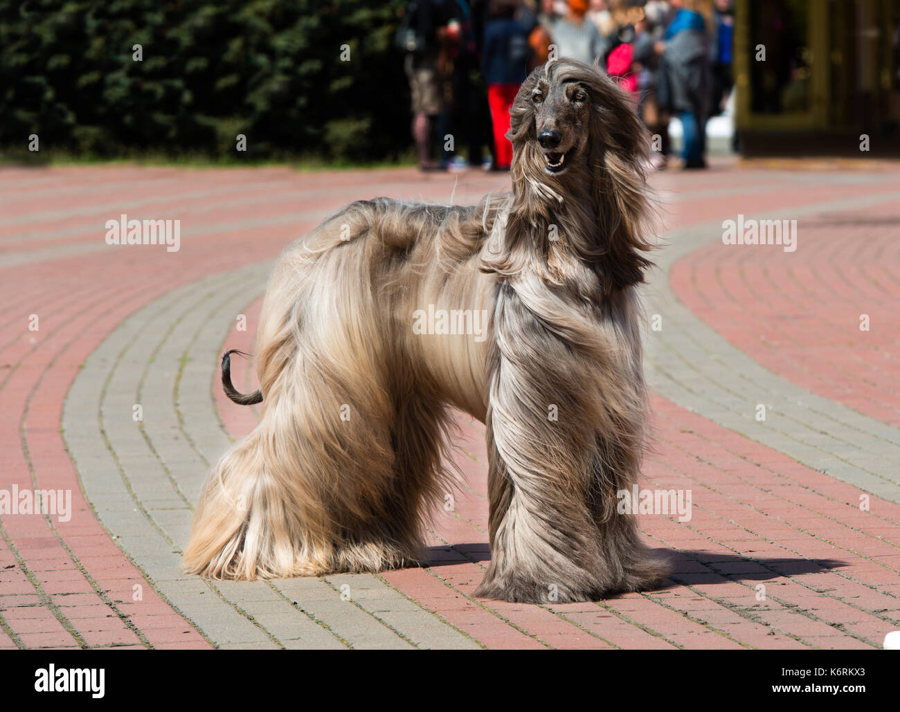 Shalgar hound hi-res stock photography and images - Alamy