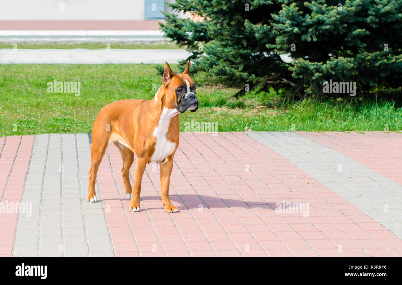 Tiger boxer hi-res stock photography and images - Alamy