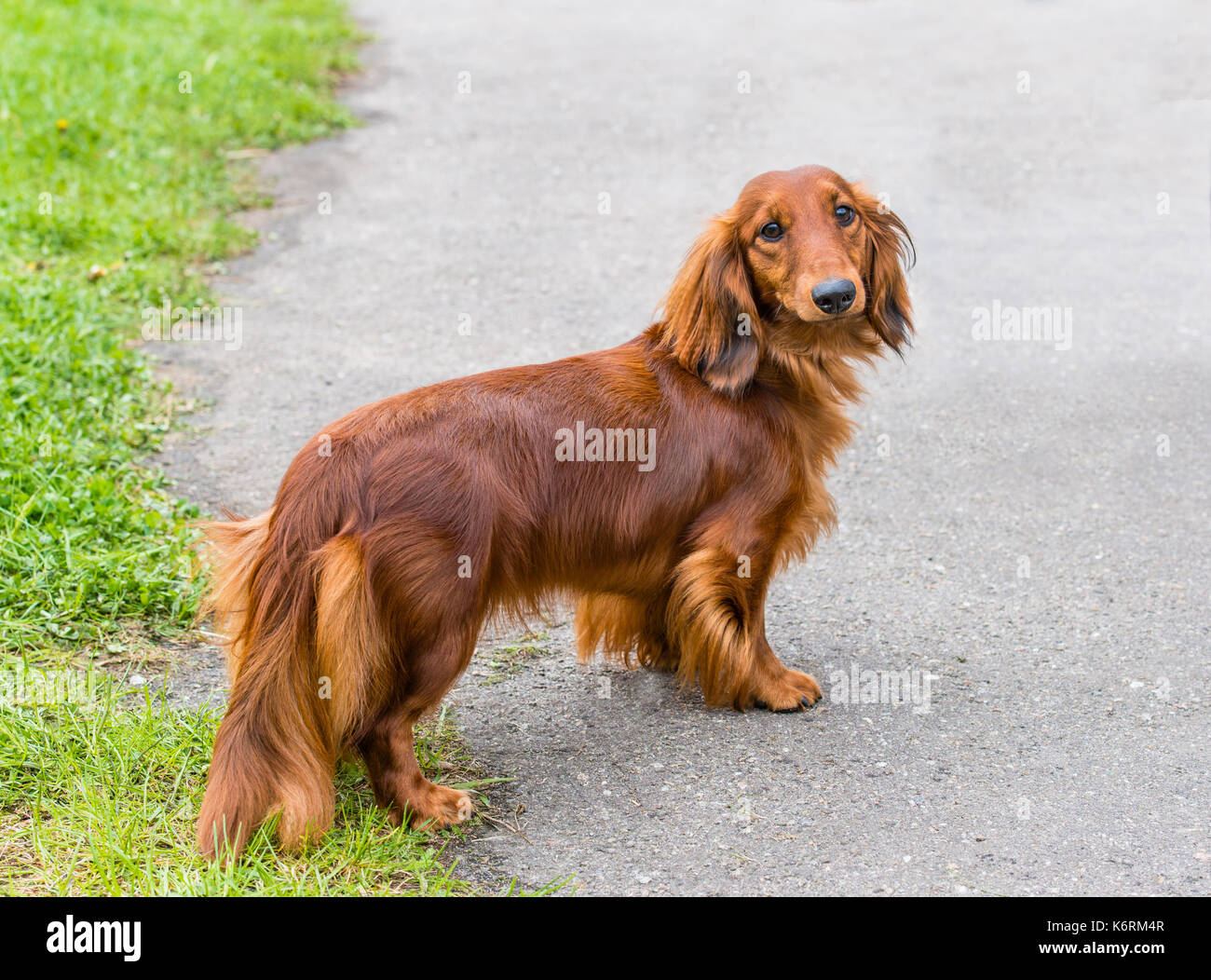Brown dachshunds hi-res stock photography and images - Alamy
