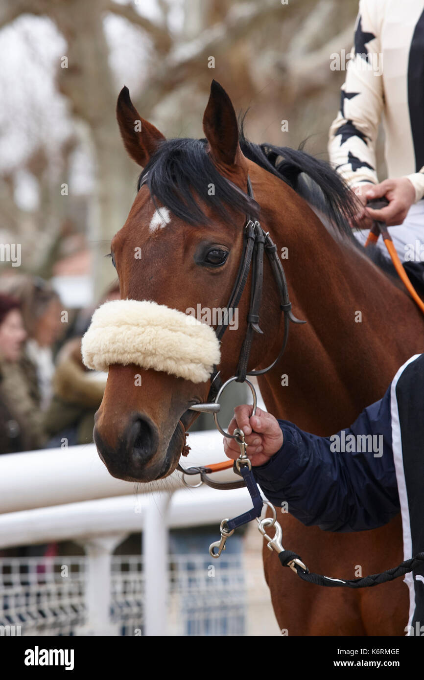 Race horse head detail ready to run. Paddock area. Vertical Stock Photo ...