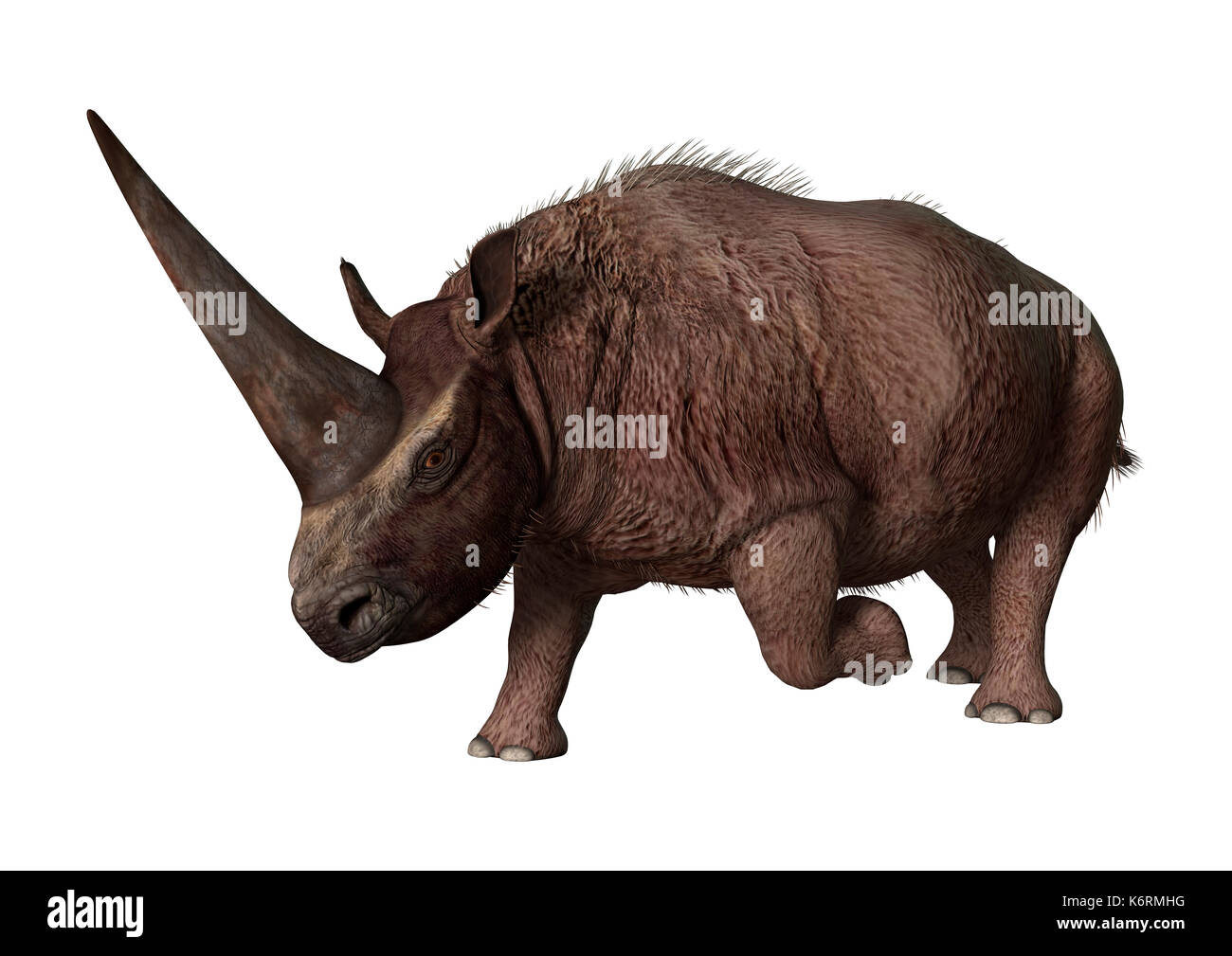 Elasmotherium hi-res stock photography and images - Alamy