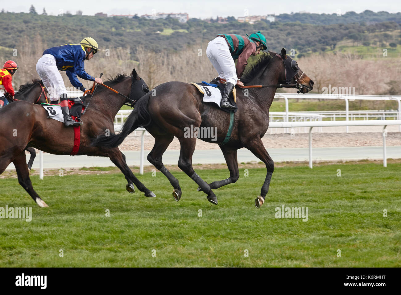 Horse race training. Competition sport. Hippodrome. Speed background ...