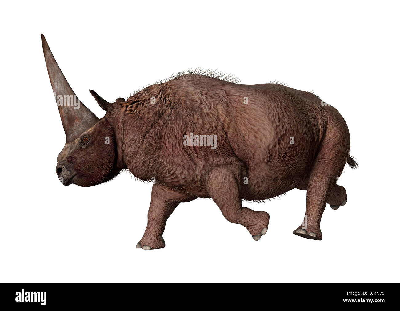 Elasmotherium hi-res stock photography and images - Alamy