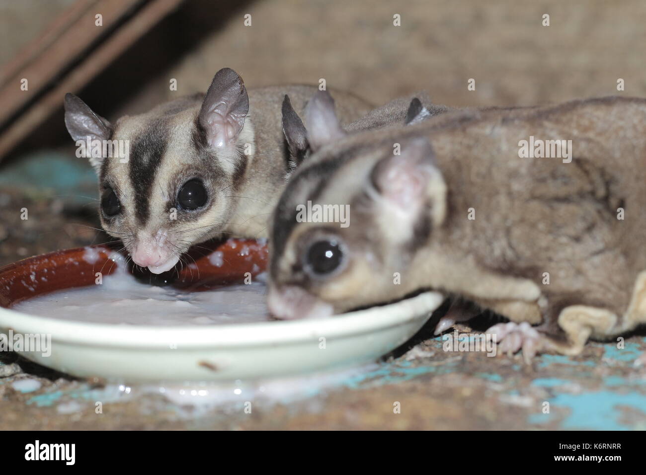 Squirrels head hi-res stock photography and images - Alamy