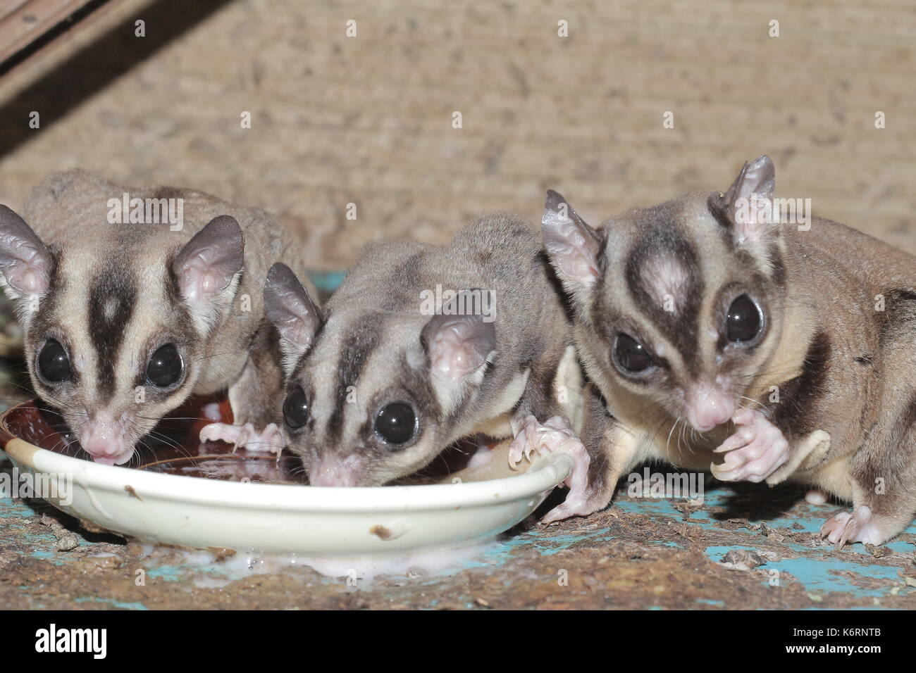 Cute squirrels hi-res stock photography and images - Alamy