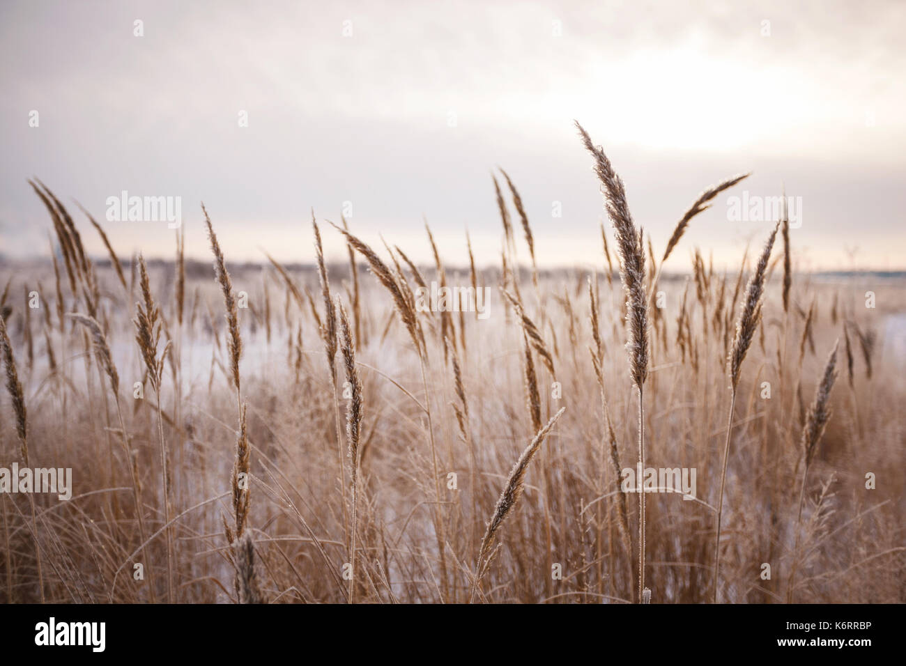 Photo of wild wheat spikelets in field Stock Photo - Alamy